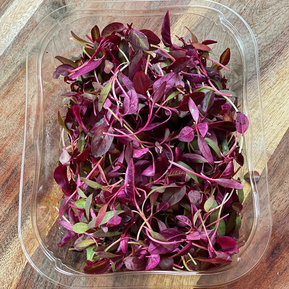 Micro Red Amaranth – Blue Banana Direct